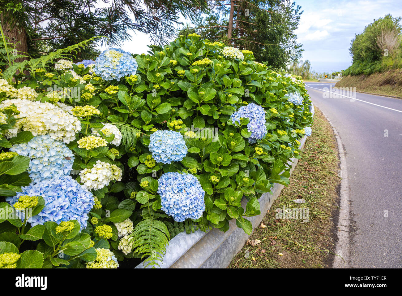 Wild growing hydrangeas on Sao Miguel island, Azores archipelago ...