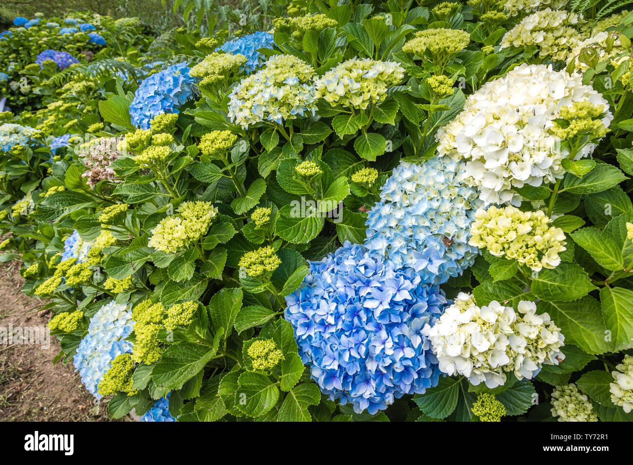 Wild growing hydrangeas on Sao Miguel island, Azores archipelago ...