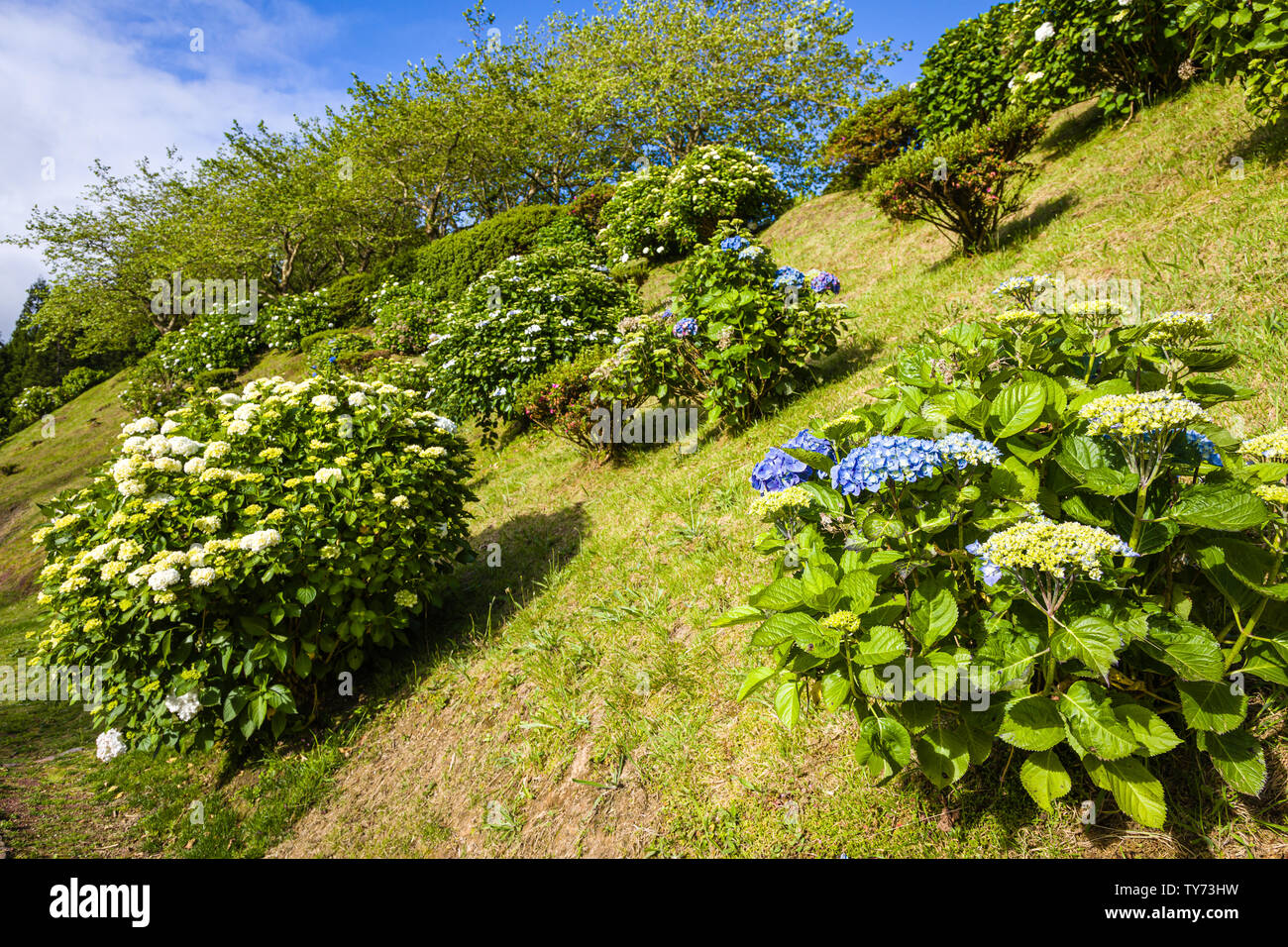 Wild growing hydrangeas on Sao Miguel island, Azores archipelago ...