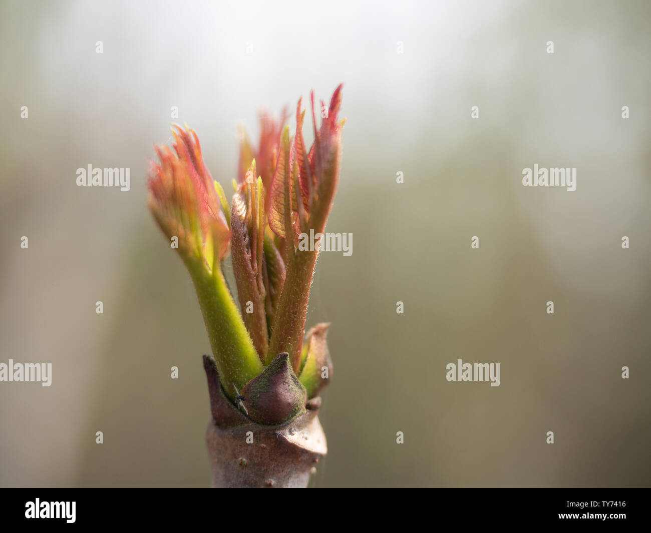 Photography of stink head Stock Photo - Alamy