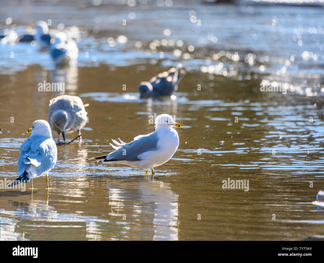 Beautiful seagulls standing at the freshly unfrozen lake. Stunning ...
