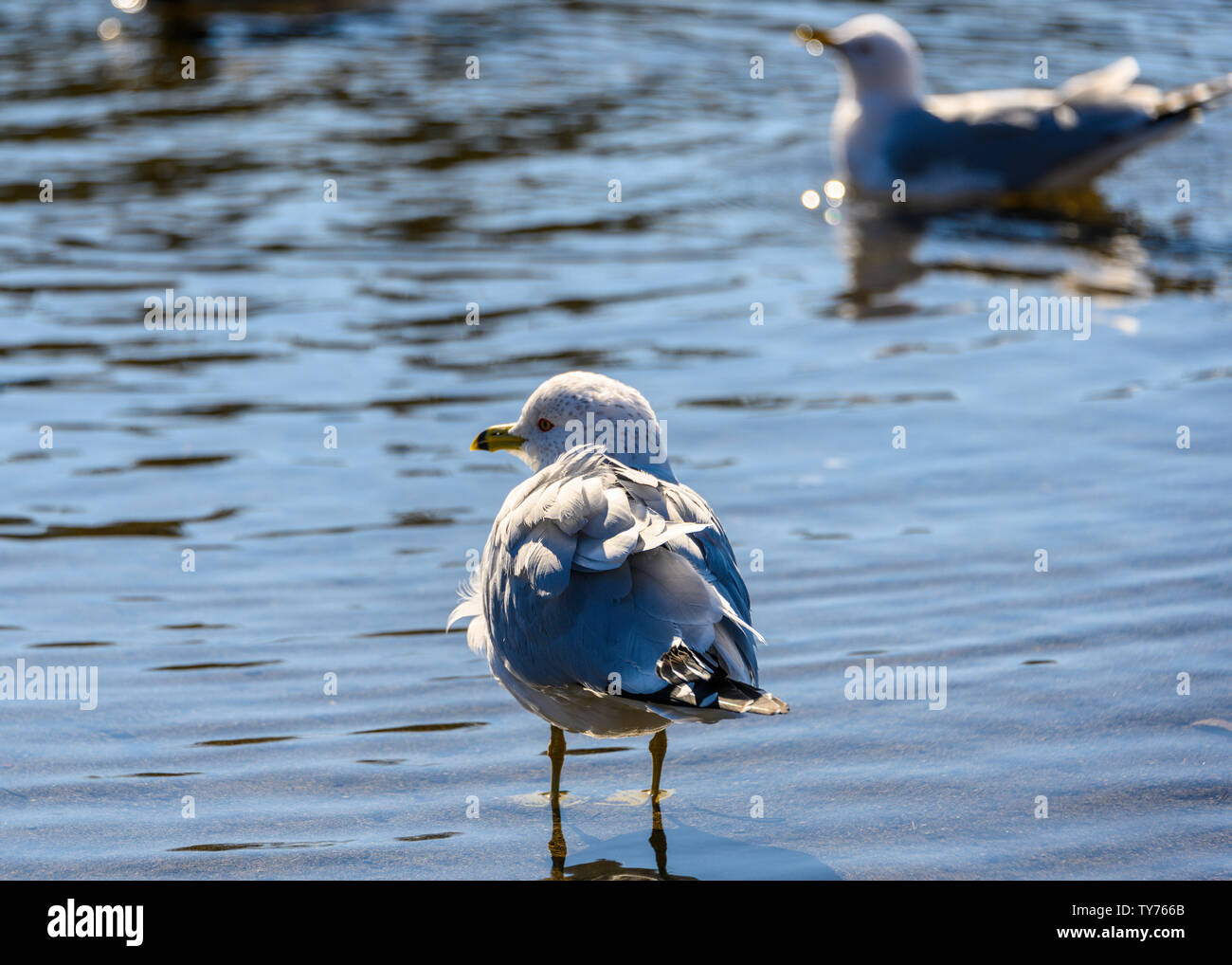 Beautiful seagulls standing at the freshly unfrozen lake. Stunning ...