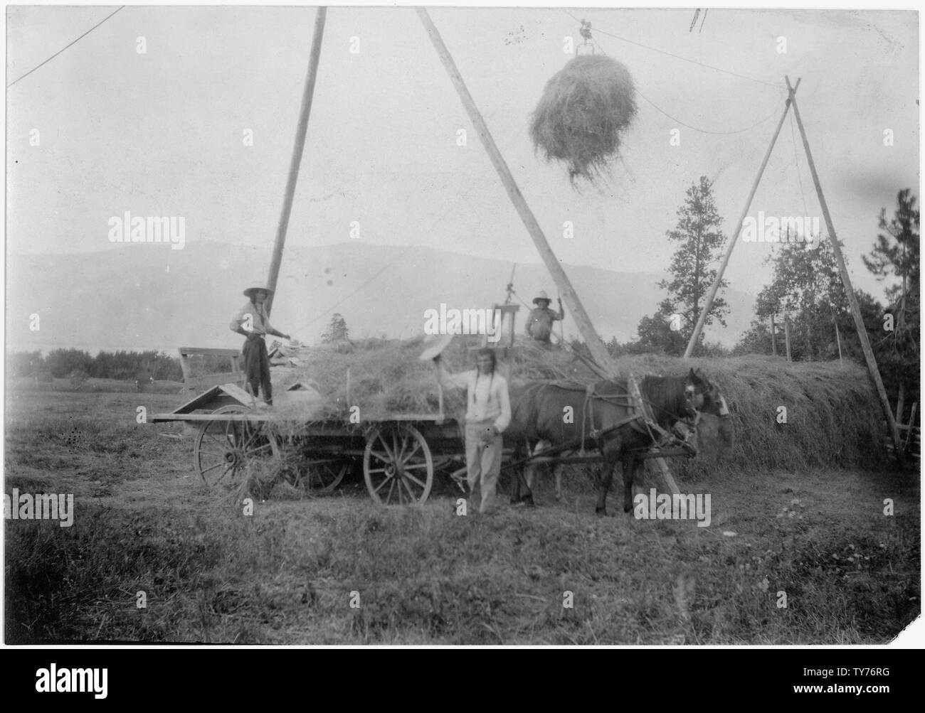 Farmer stacking hay Black and White Stock Photos & Images - Alamy