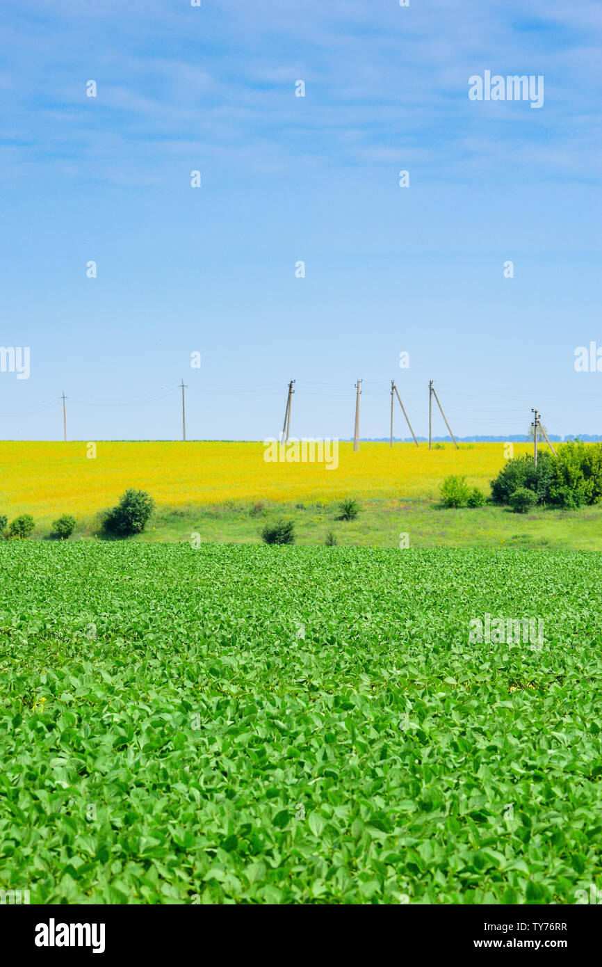 Growing soybeans plant hi-res stock photography and images - Alamy