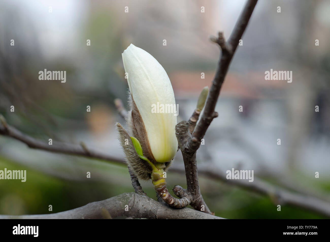 Flower bones and buds hi-res stock photography and images - Alamy