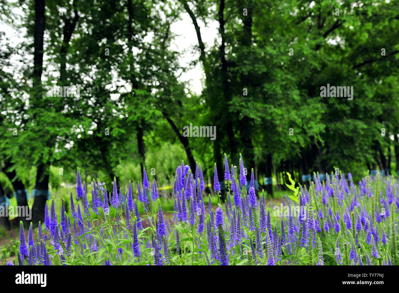 Spring forest flowers and plants picture Stock Photo - Alamy