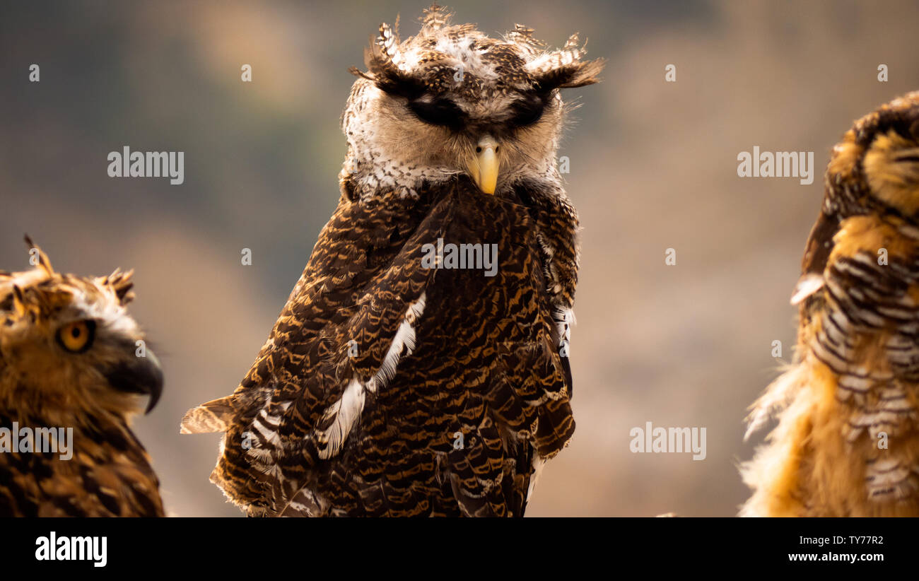 three javanese owls on dry tree branch. owls living on Dieng plateau on ...