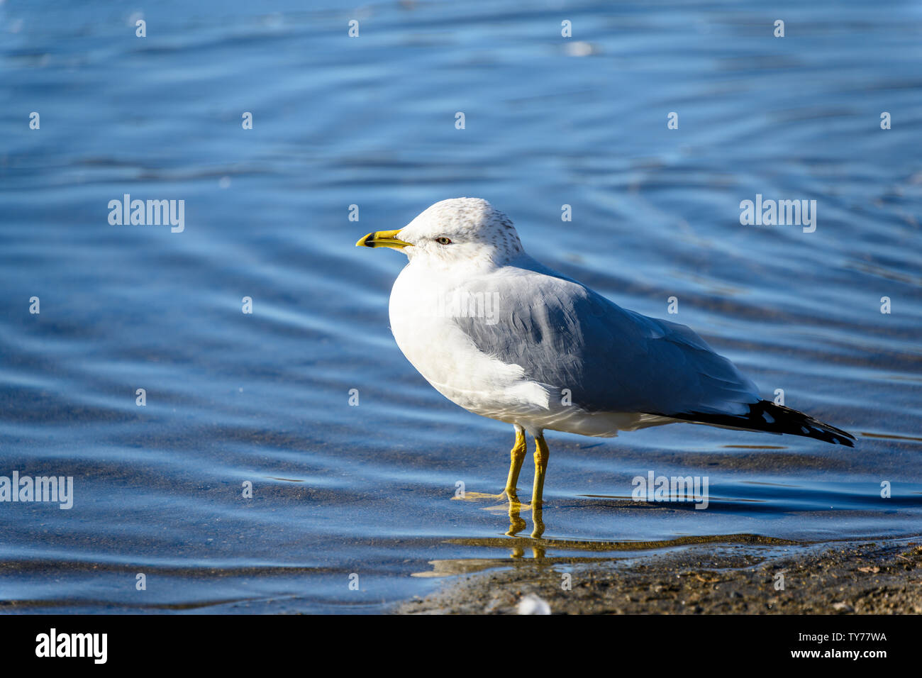 Beautiful seagulls standing at the freshly unfrozen lake. Stunning ...