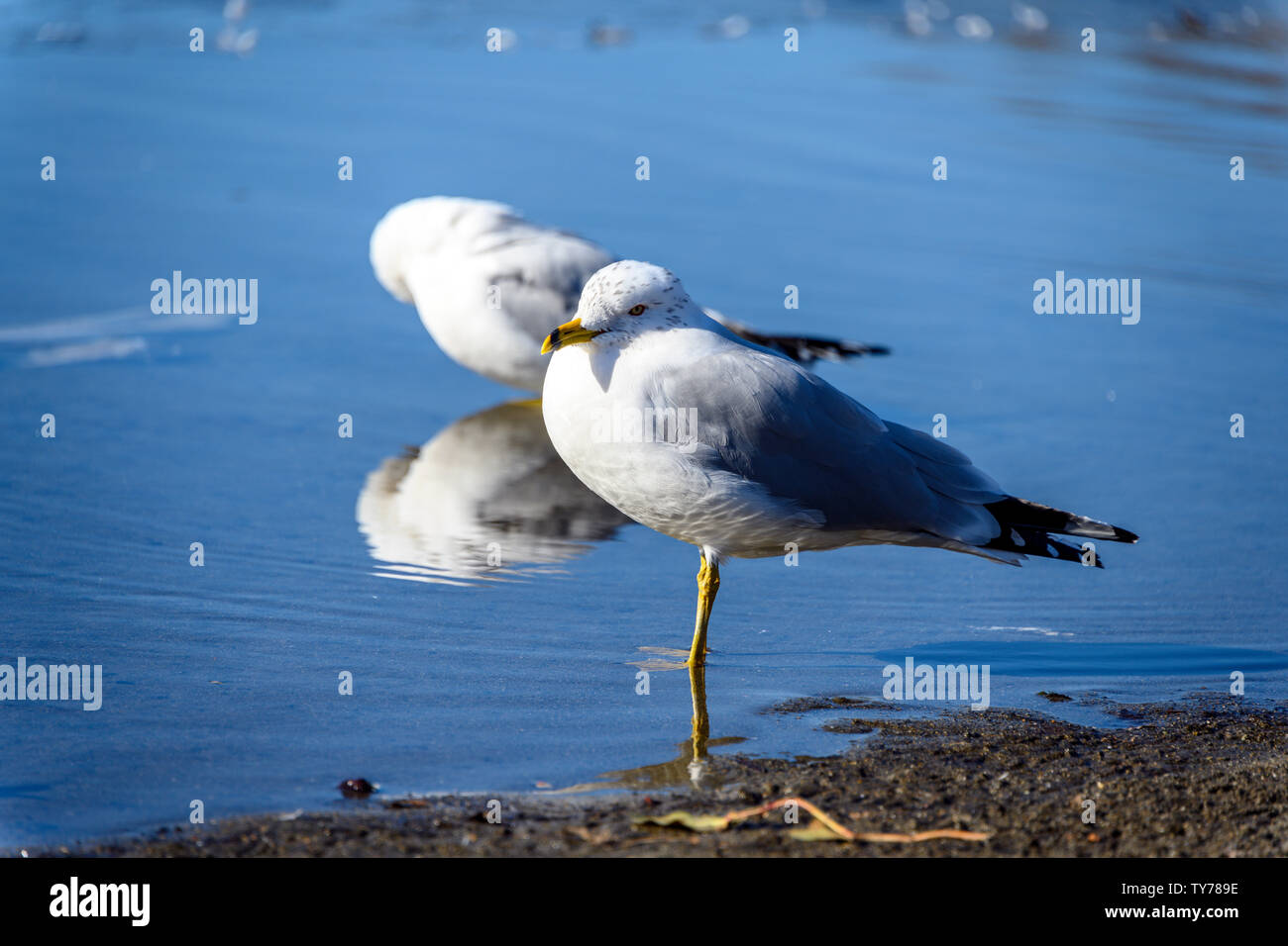Beautiful seagulls standing at the freshly unfrozen lake. Stunning ...
