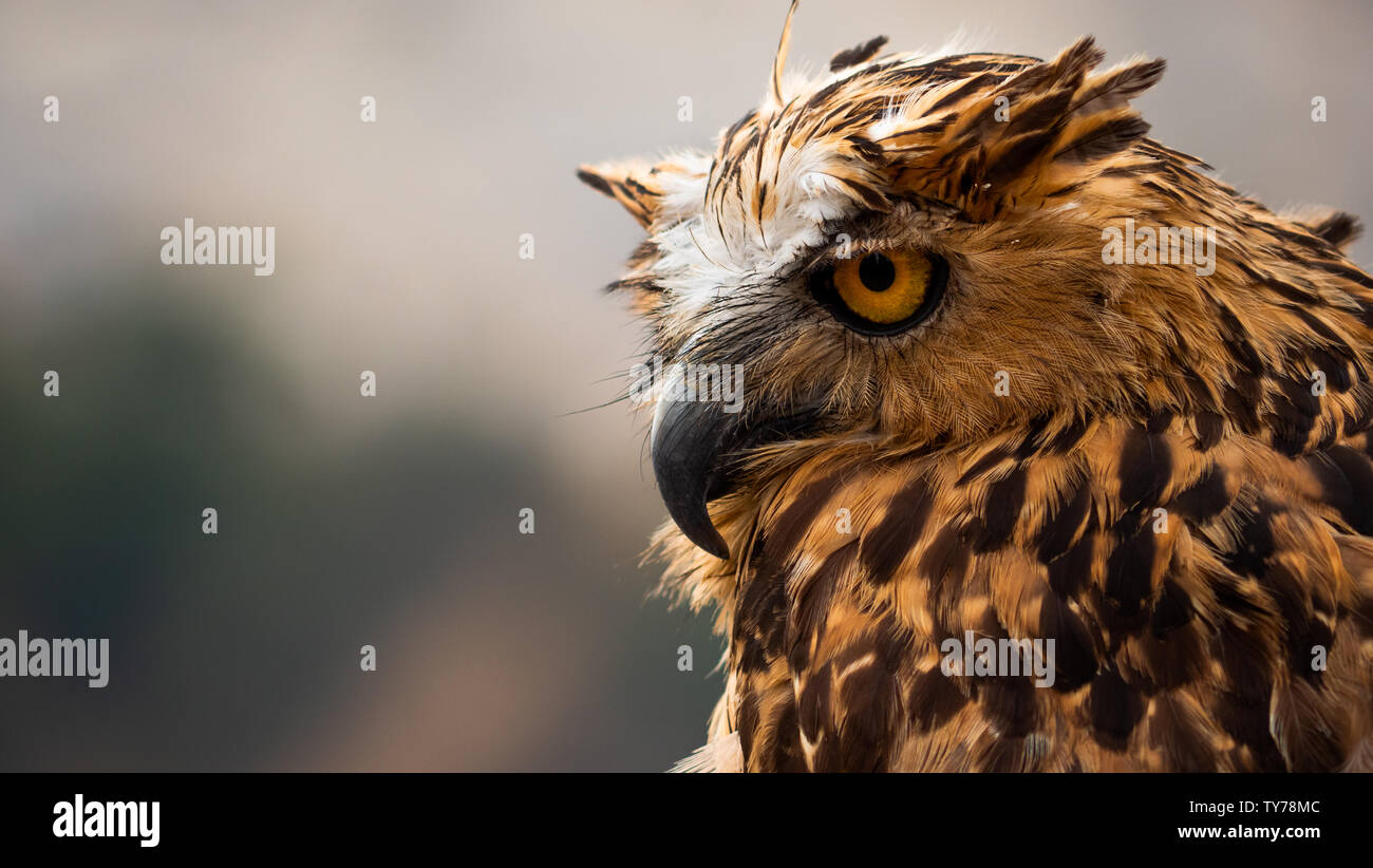 three javanese owls on dry tree branch. owls living on Dieng plateau on ...