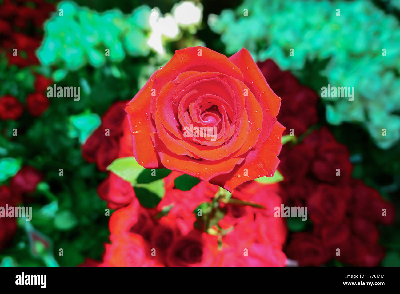 In daily life, roses are the general term for a series of flamboyant ...