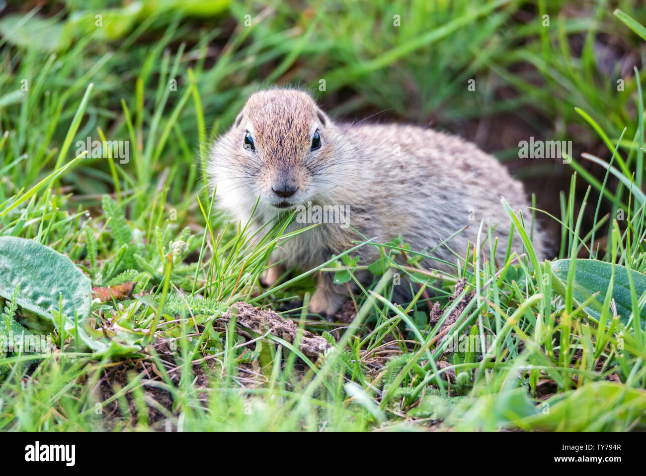 Mountain Caucasian Gopher or Spermophilus musicus in grass in Russia ...
