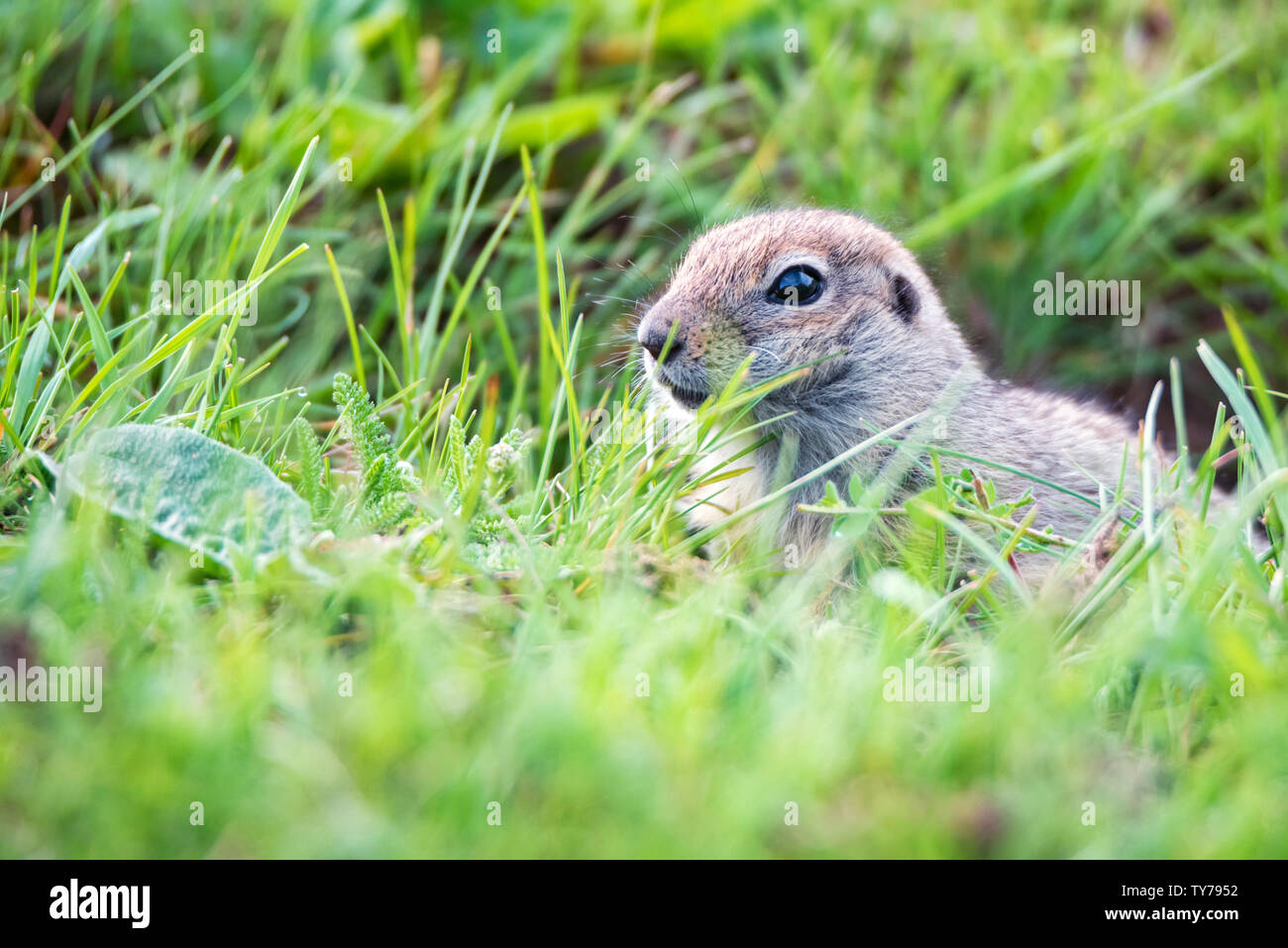 Mountain Caucasian Gopher or Spermophilus musicus in grass in Russia ...