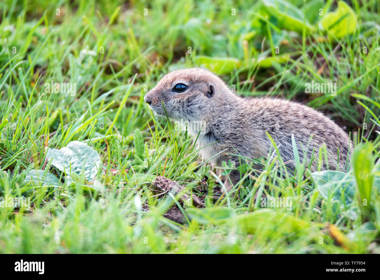 Mountain Caucasian Gopher or Spermophilus musicus in grass in Russia ...