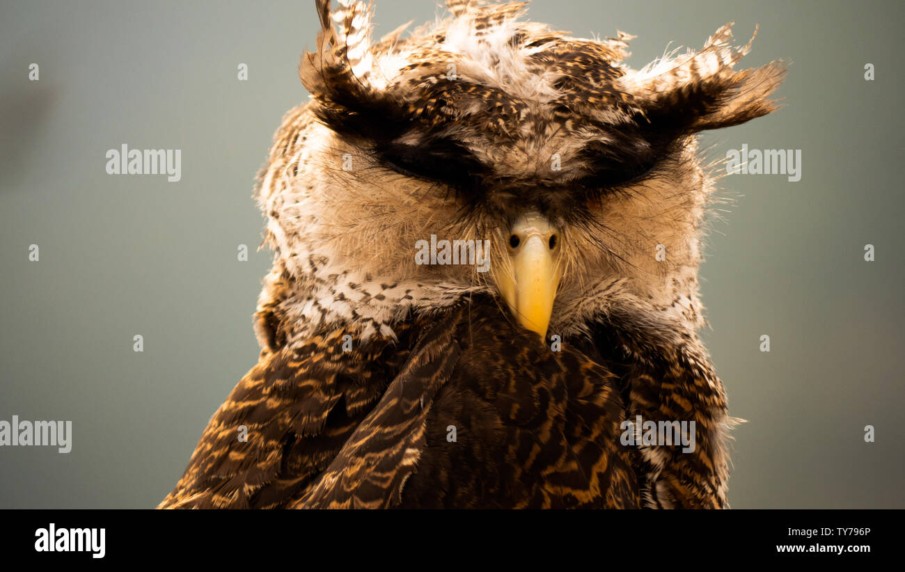 three javanese owls on dry tree branch. owls living on Dieng plateau on ...