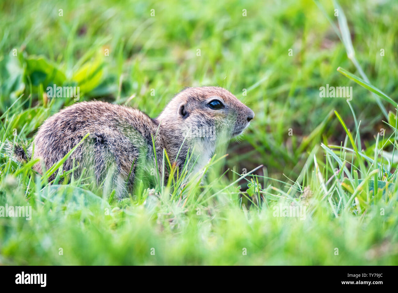 Mountain Caucasian Gopher or Spermophilus musicus in grass in Russia ...