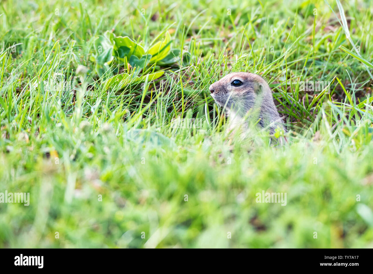 Mountain Caucasian Gopher or Spermophilus musicus in grass in Russia ...