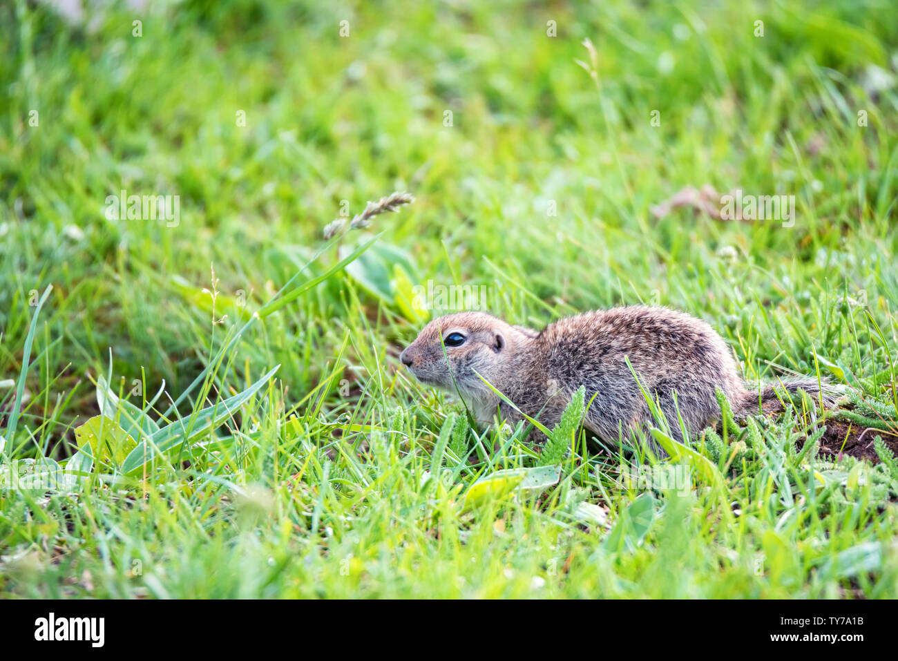 Mountain Caucasian Gopher or Spermophilus musicus in grass in Russia ...