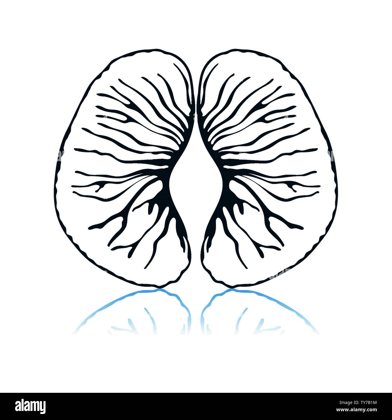 Icon Of Mandarin. Shadow Reflection Design. Vector Illustration Stock ...