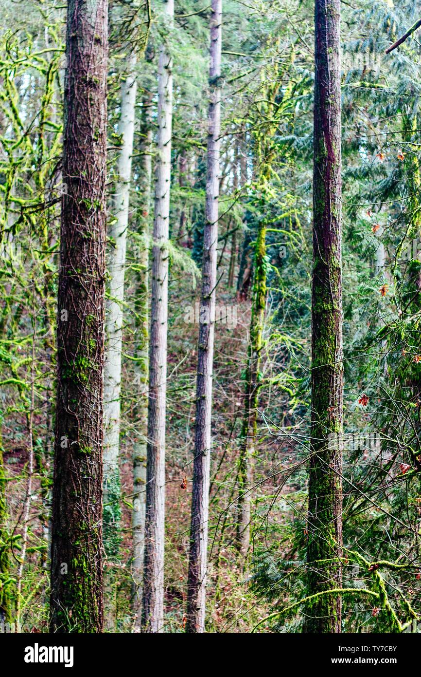 Beautiful scenery of an amazing wild forest Stock Photo - Alamy