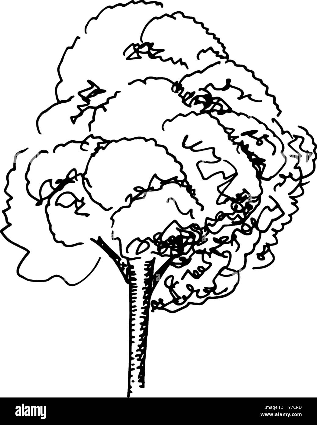 A vector pen and ink drawing of a tree on a white background, a design ...