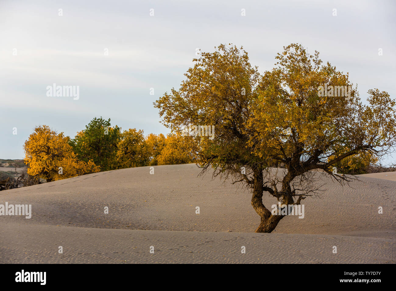 Golden Autumn Desert Hu Yang Stock Photo - Alamy