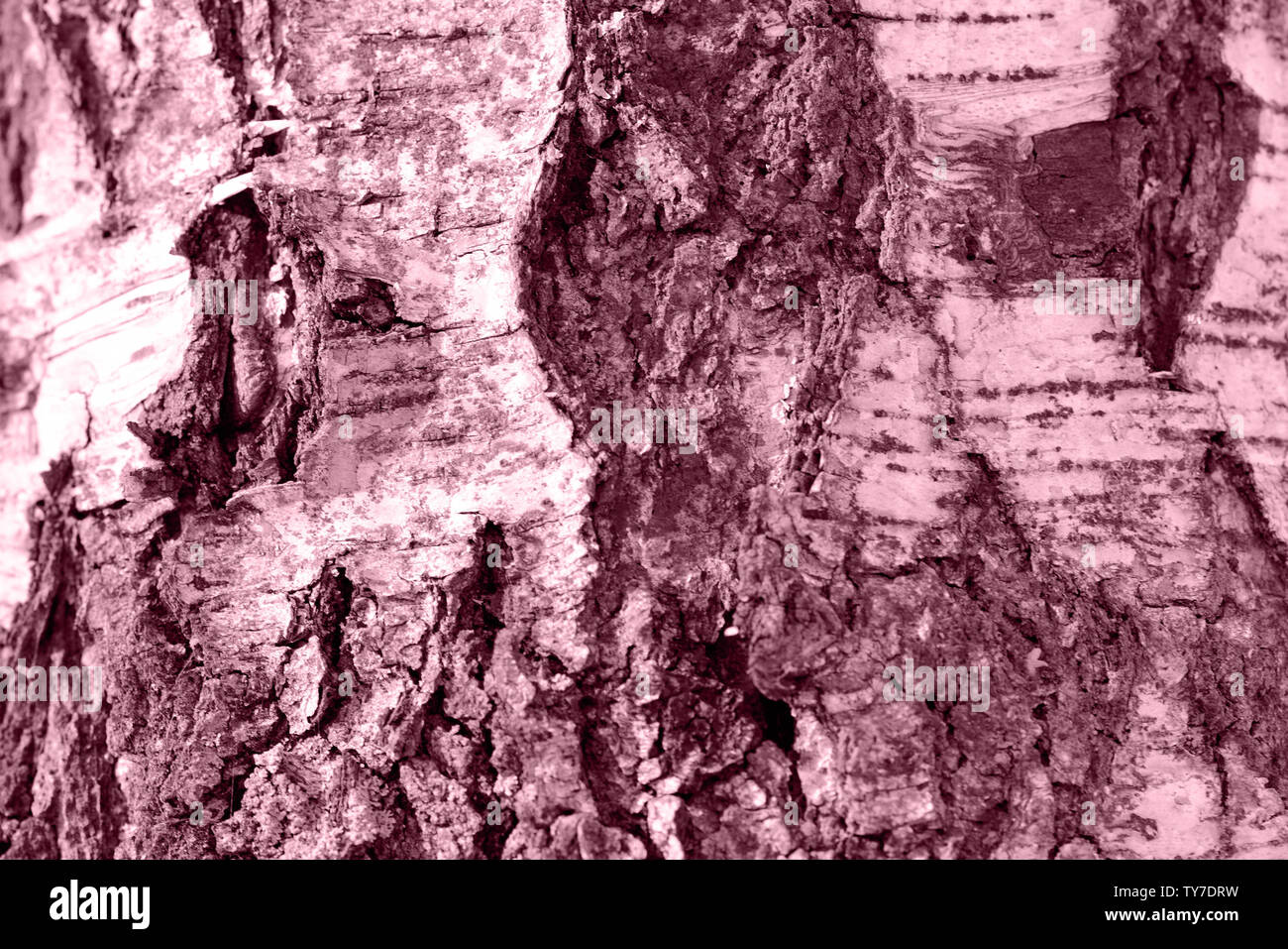 Birch tree bark texture close up. Toned natural background Stock Photo ...