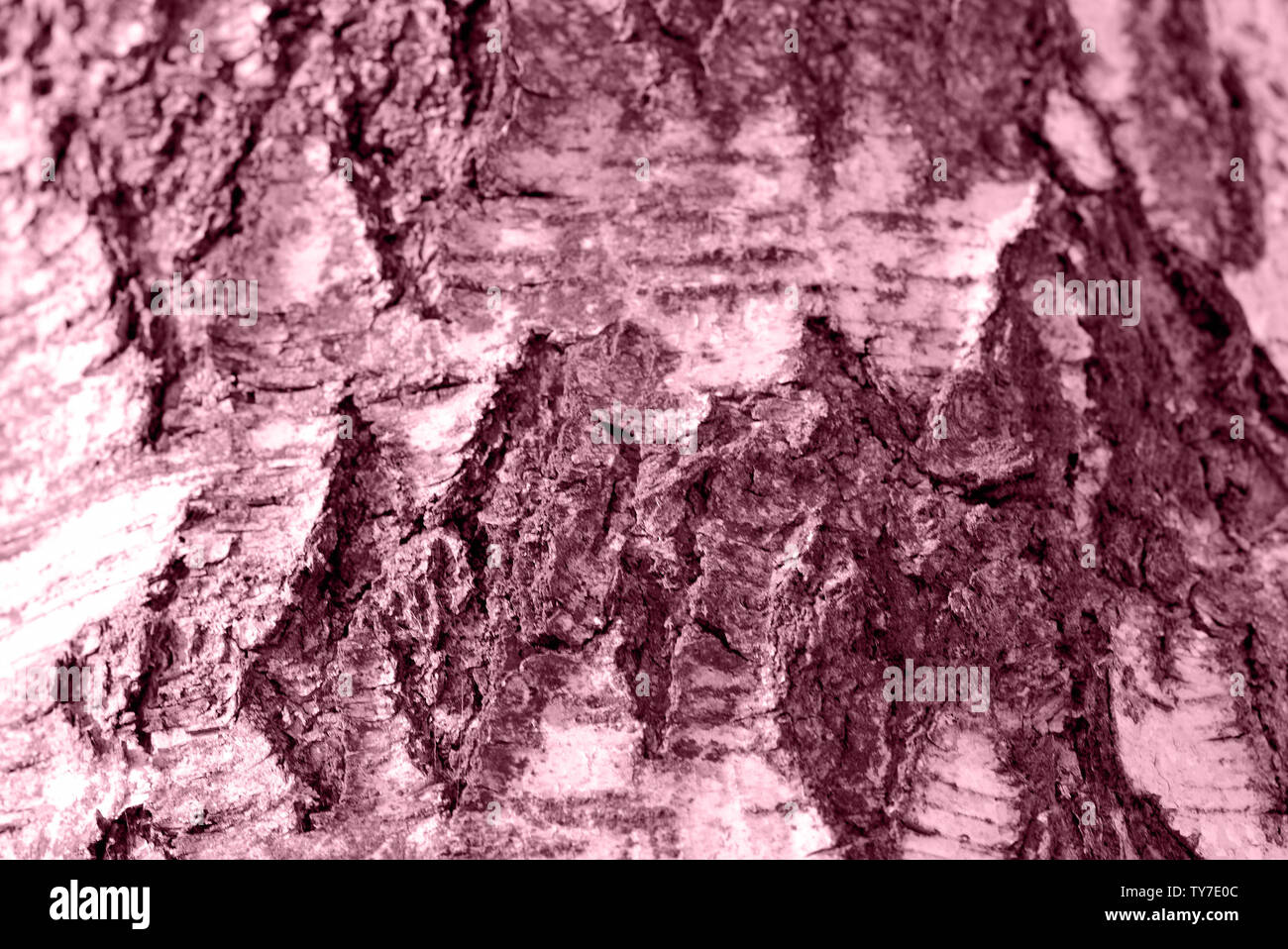 Birch tree bark texture close up. Toned natural background Stock Photo ...