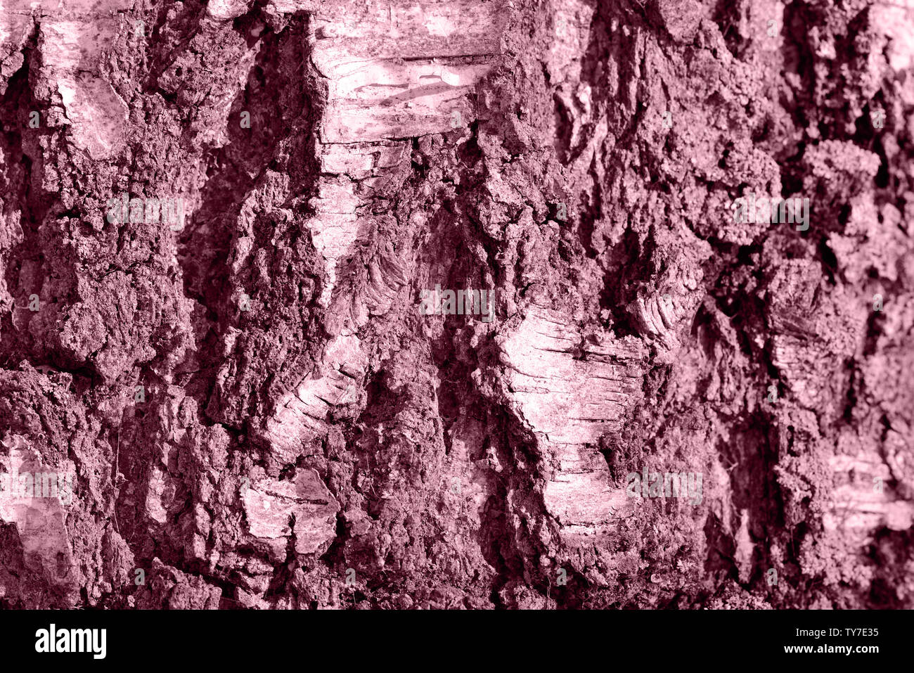 Birch tree bark texture close up. Toned natural background Stock Photo ...