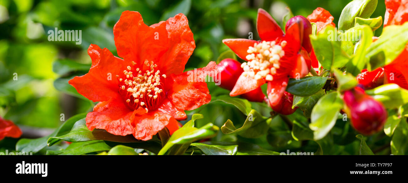 Punica granatum tree flower hi-res stock photography and images - Alamy