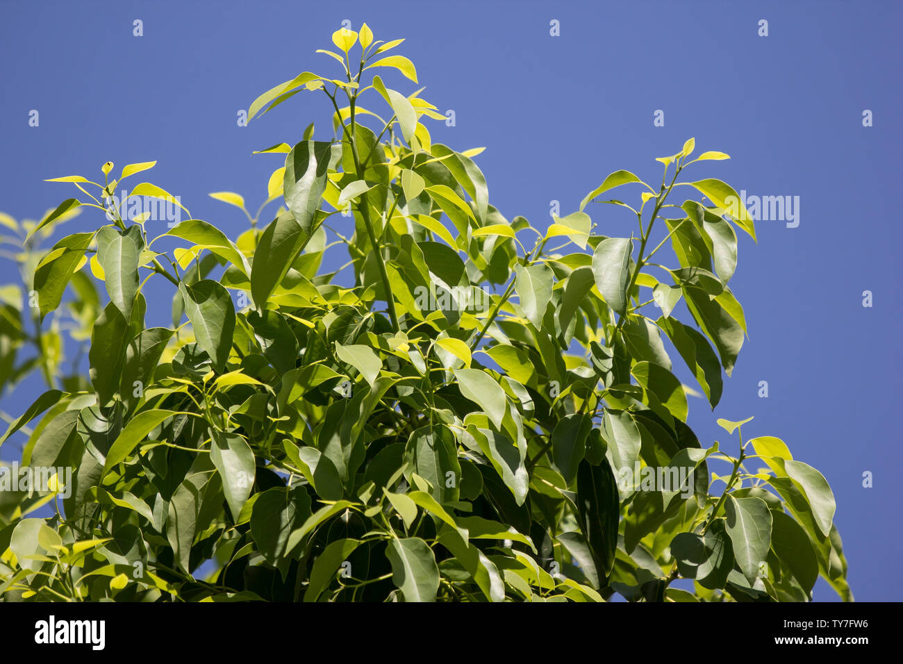 Green Leaf of Cinnamomum camphora tree Stock Photo - Alamy