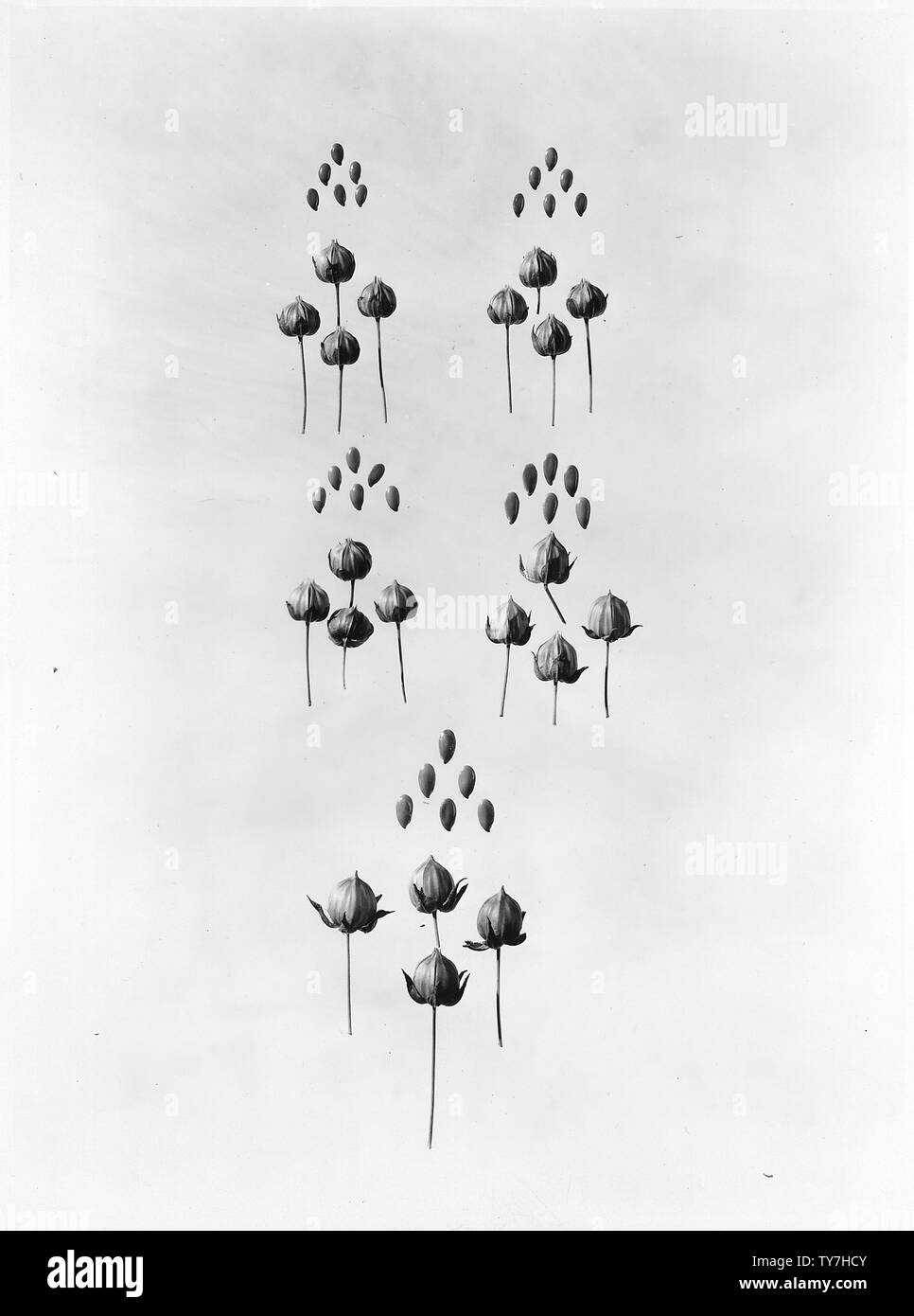 Large groups of flax seeds, pods and blossoms Stock Photo - Alamy