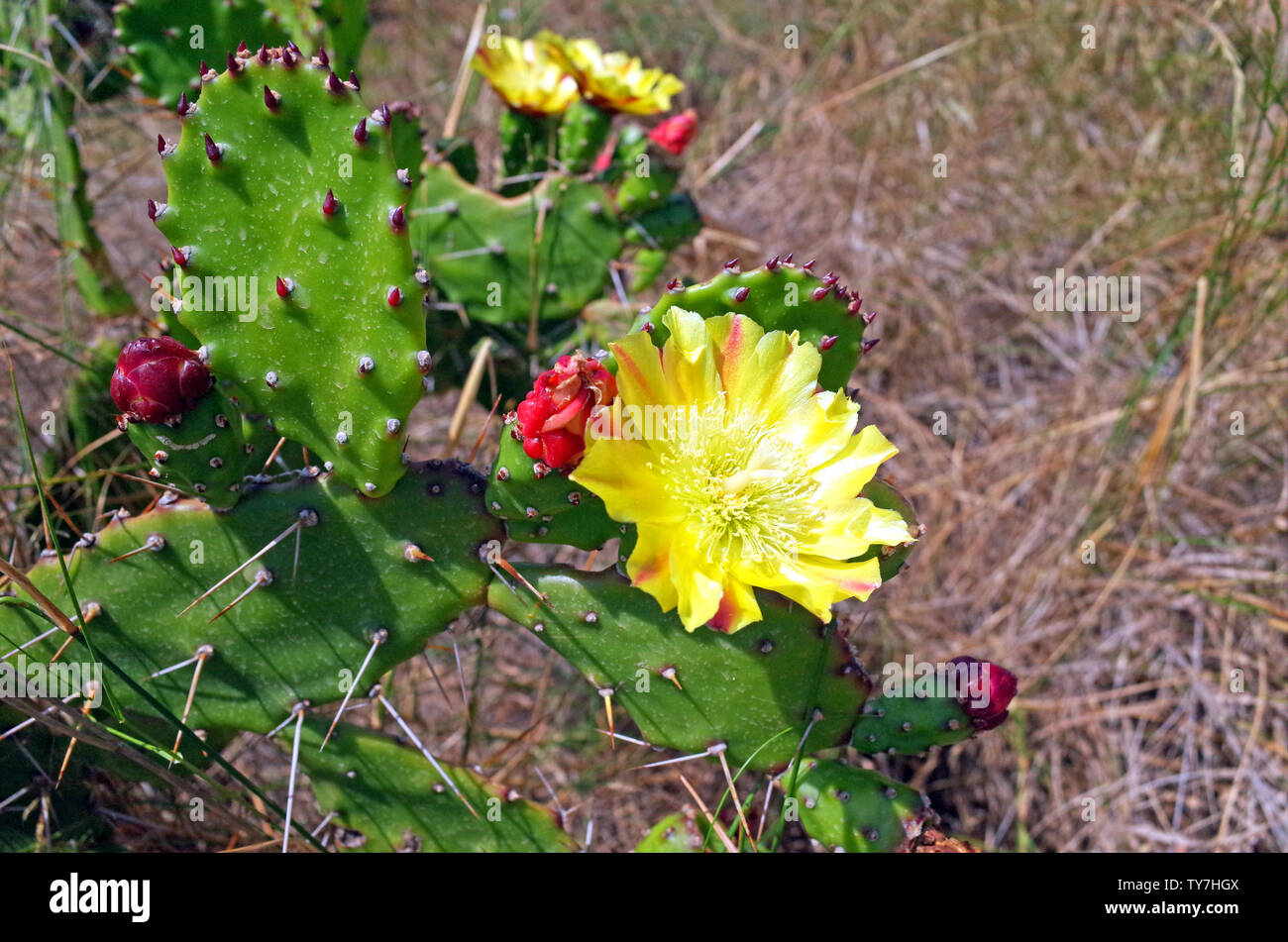 Wild ficus indica flowering close-up Stock Photo - Alamy