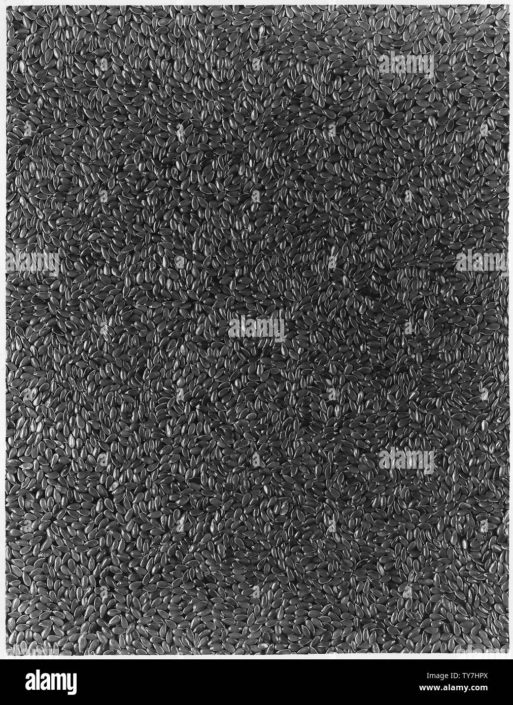 Large groups of flax seeds, pods and blossoms Stock Photo - Alamy