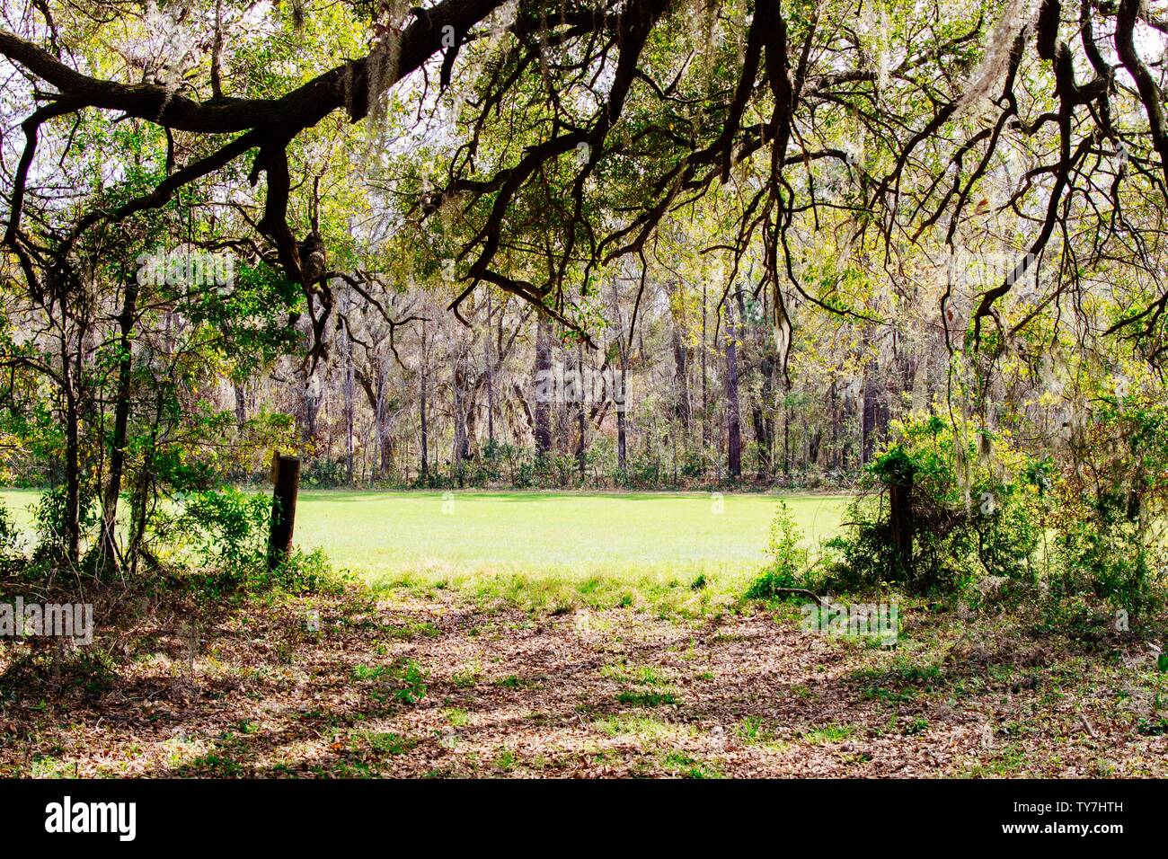 Beautiful scenery of an amazing wild forest Stock Photo - Alamy