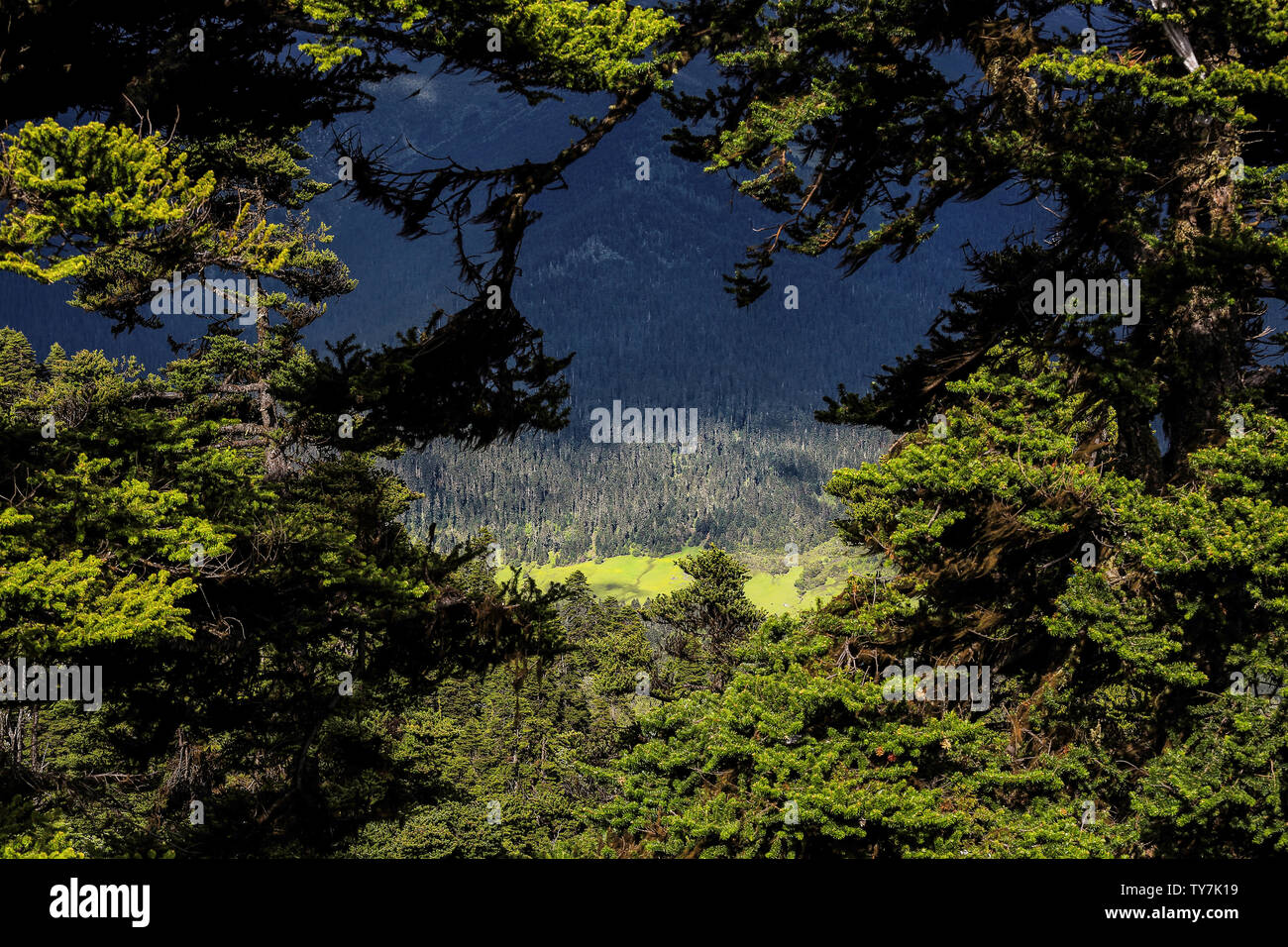 Nature yingzhi scenery hi-res stock photography and images - Alamy