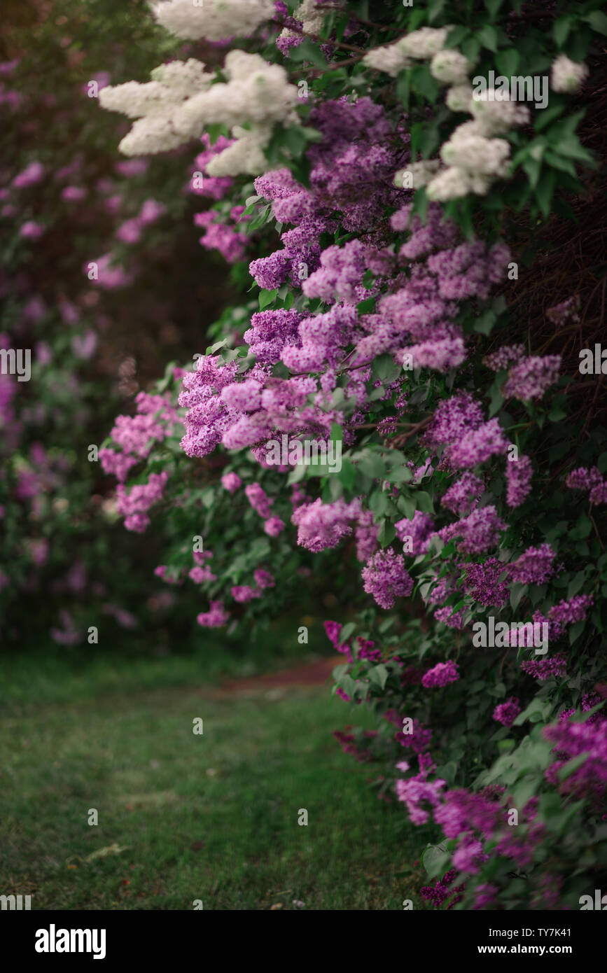 Fantasy background . Magic forest with road.Beautiful spring landscape ...