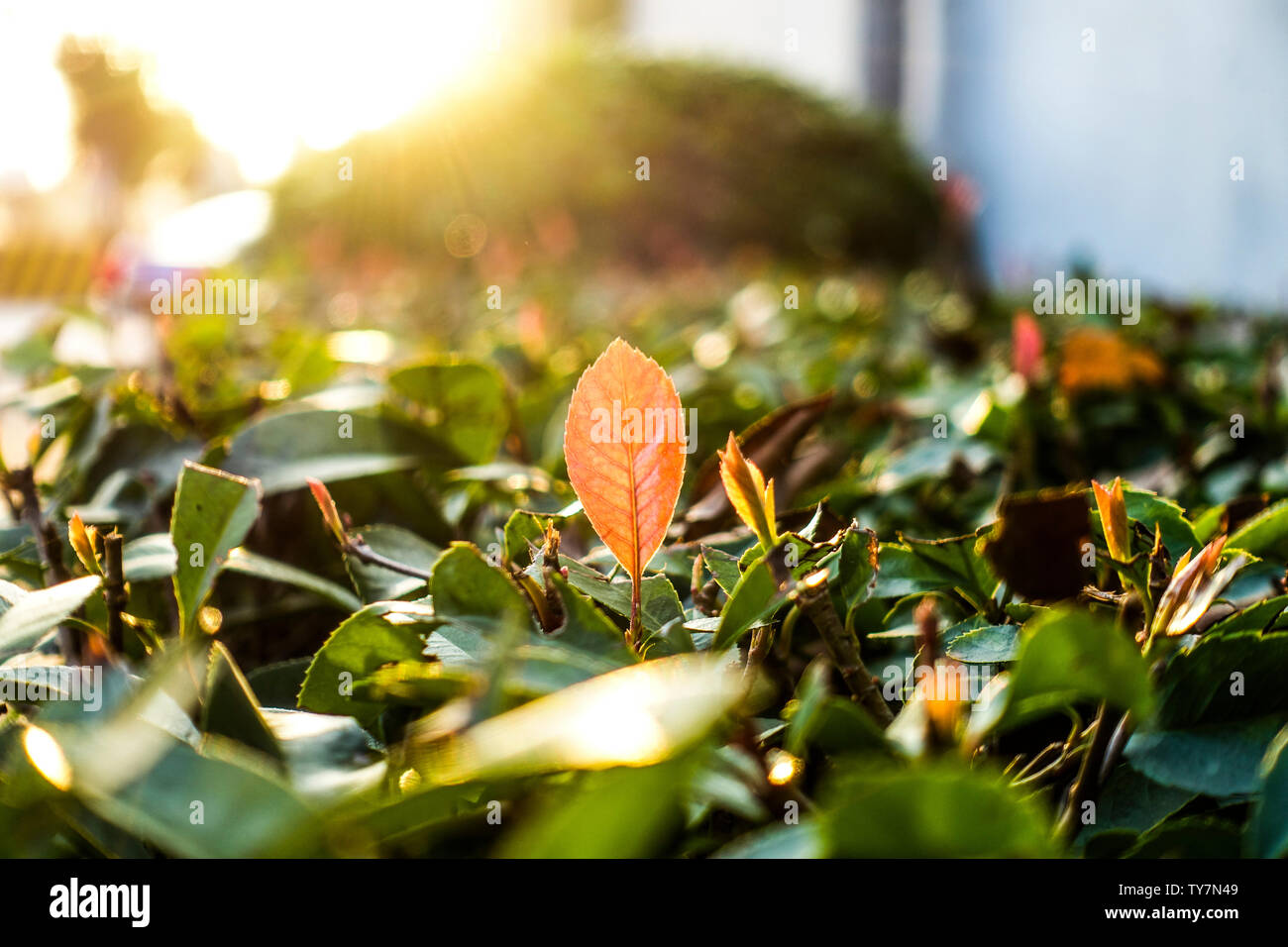 Shrubs on the side of the road Stock Photo - Alamy