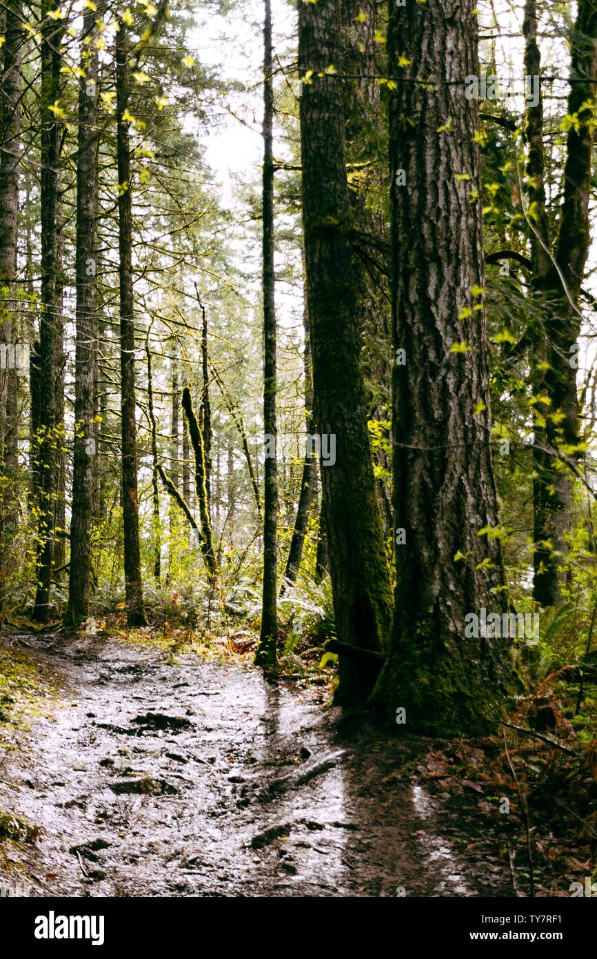 Beautiful scenery of an amazing wild forest Stock Photo - Alamy