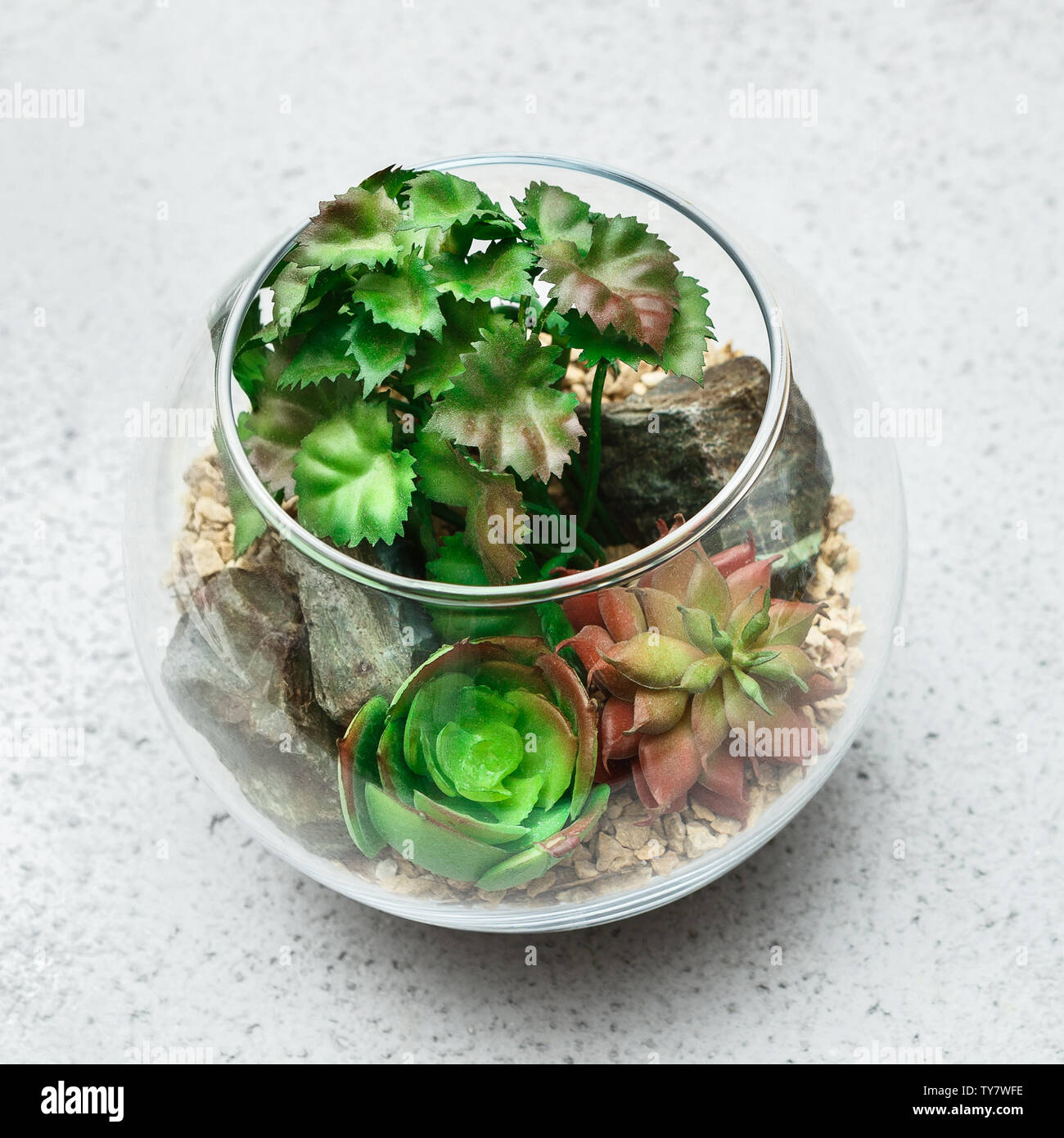 Indoor plants in florarium. Mini home garden concept Stock Photo - Alamy