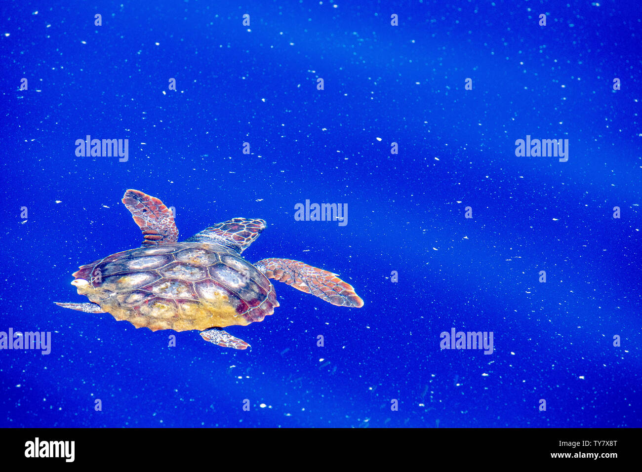 Sea turtle plastic bottle hi-res stock photography and images - Alamy