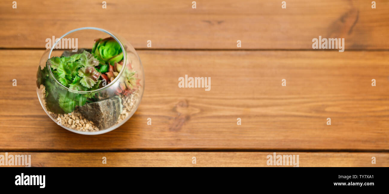 Glass florarium vases with plants on table, copy space Stock Photo - Alamy