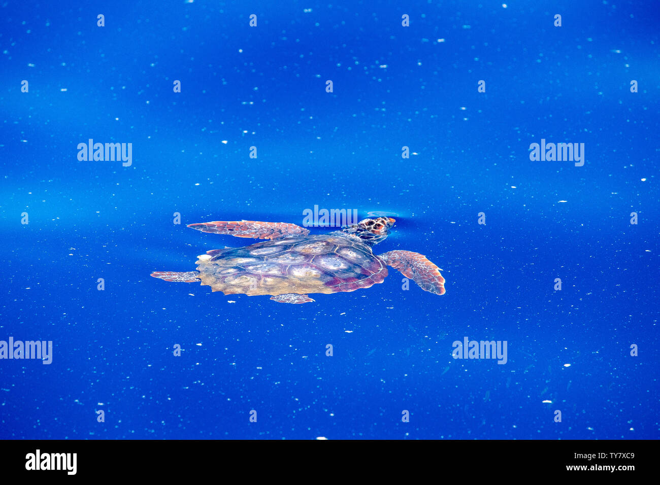 Micro plastic hi-res stock photography and images - Alamy