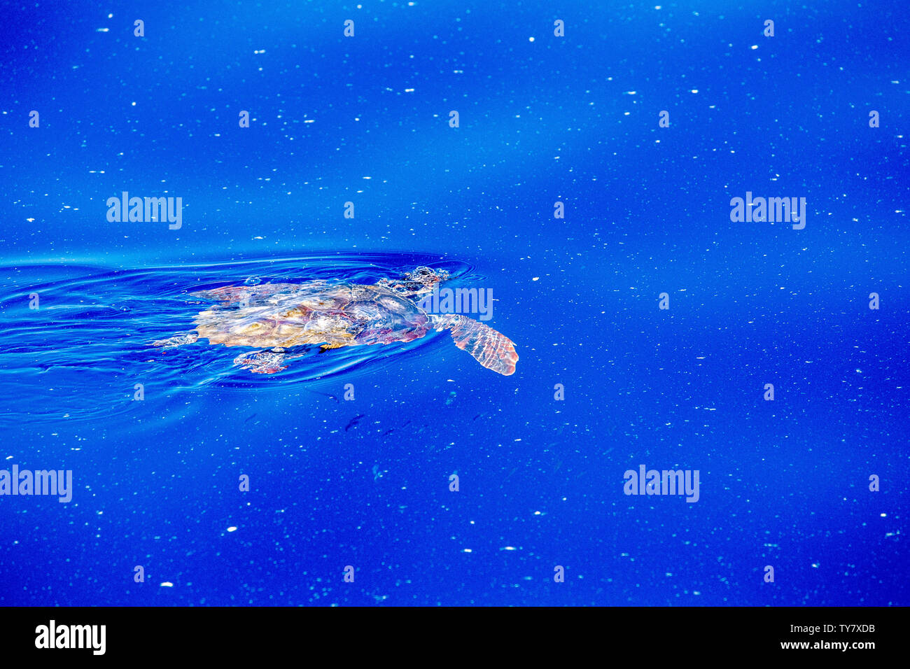 Plastic bottle ocean turtle hi-res stock photography and images - Alamy