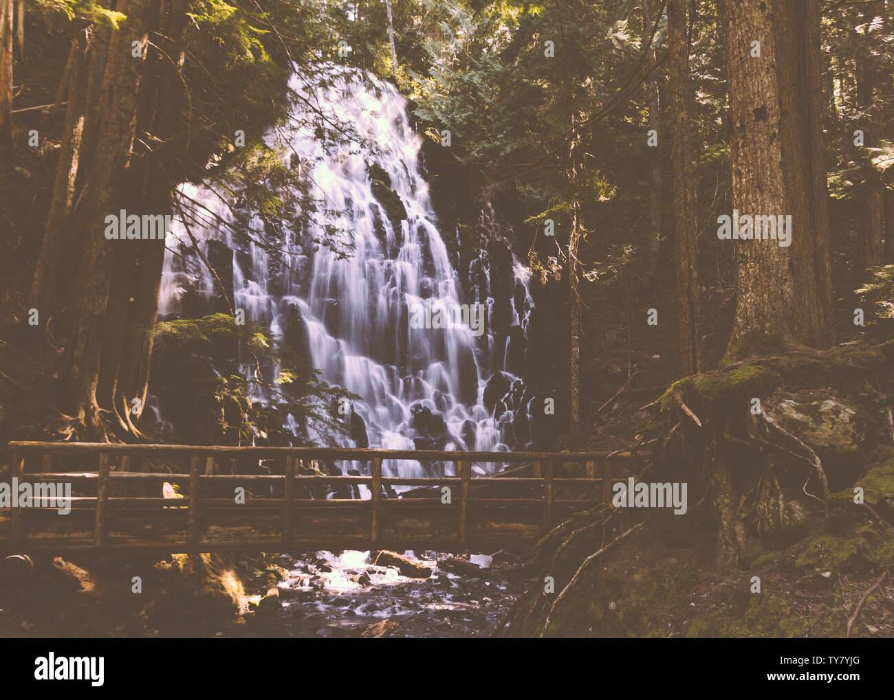 Beautiful scenery of an amazing wild forest Stock Photo - Alamy