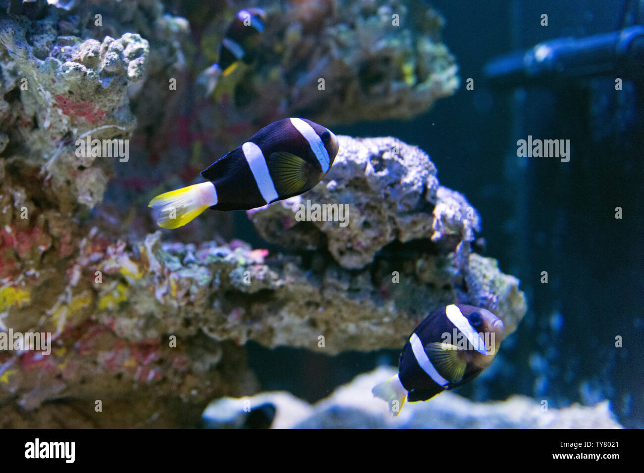 Undersea world aquarium hi-res stock photography and images - Alamy