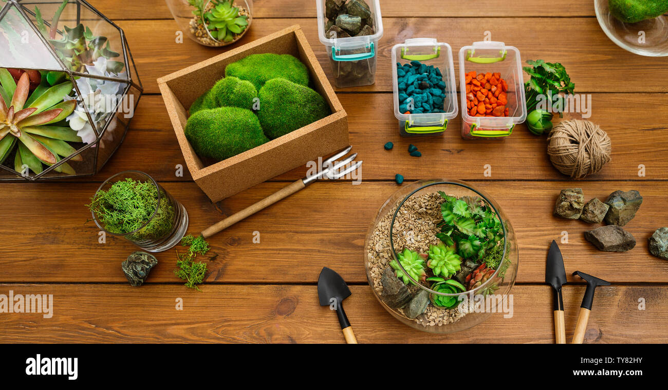 Florarium, plants, moss stones and tools on table Stock Photo - Alamy