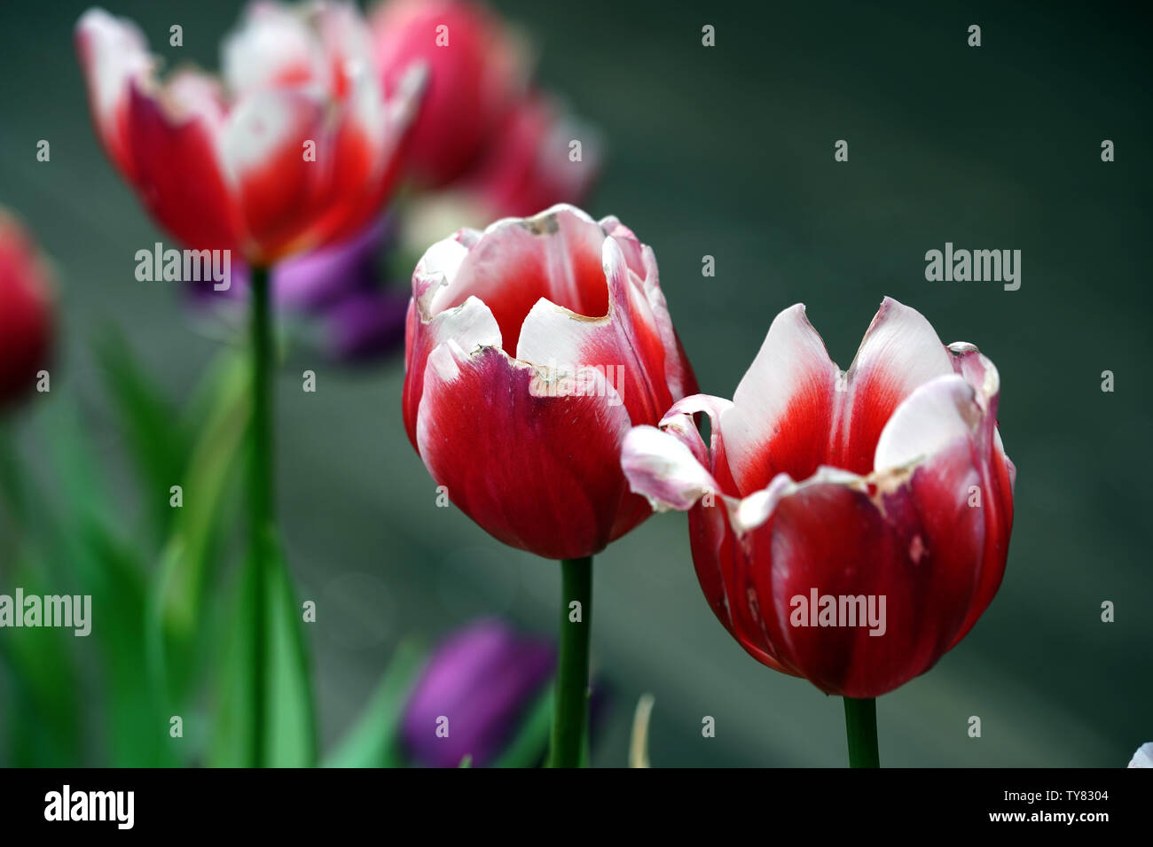 Hangzhou Gate White Tower Park Stock Photo - Alamy