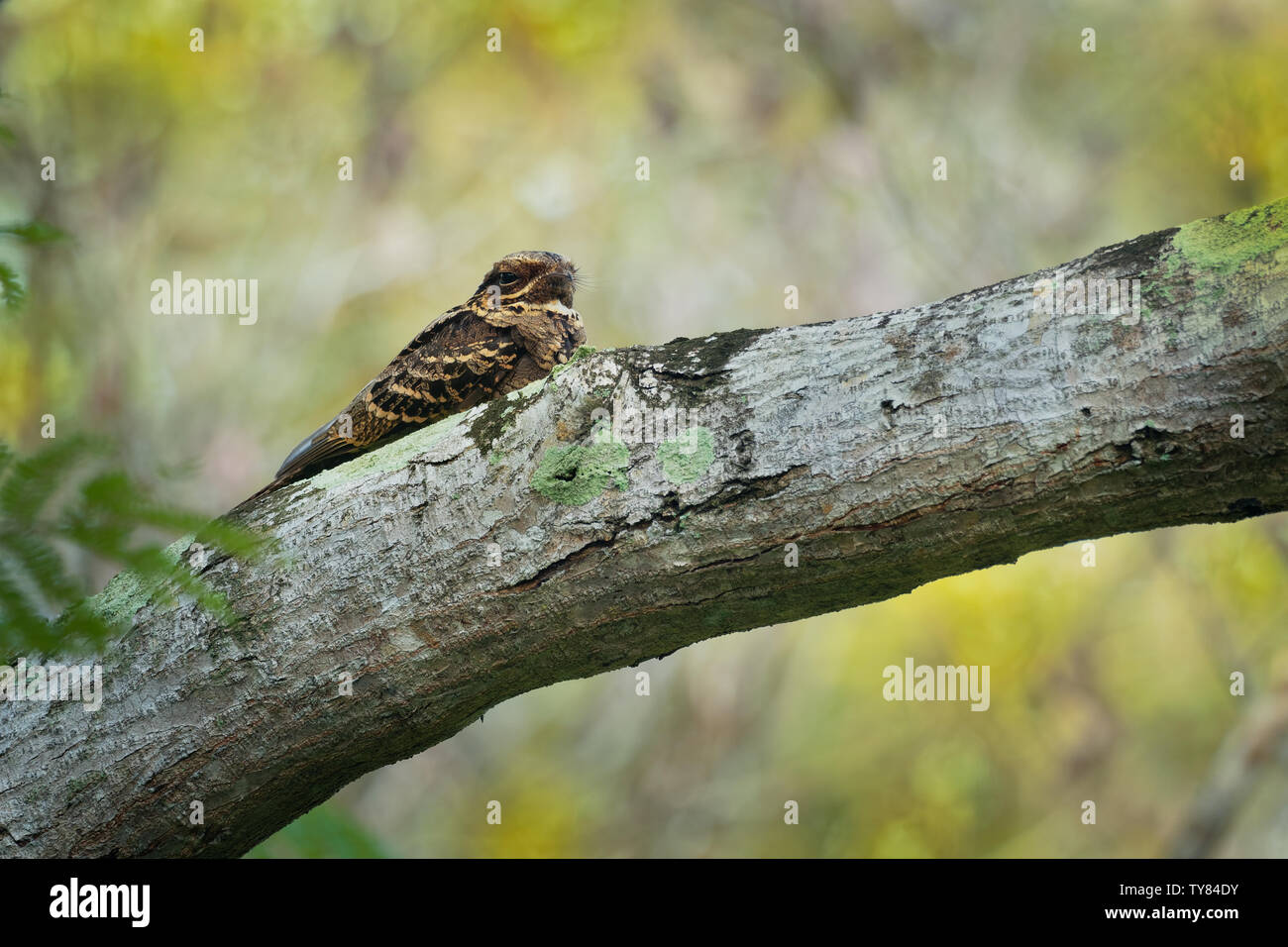 Indian nightjar bird hi-res stock photography and images - Alamy