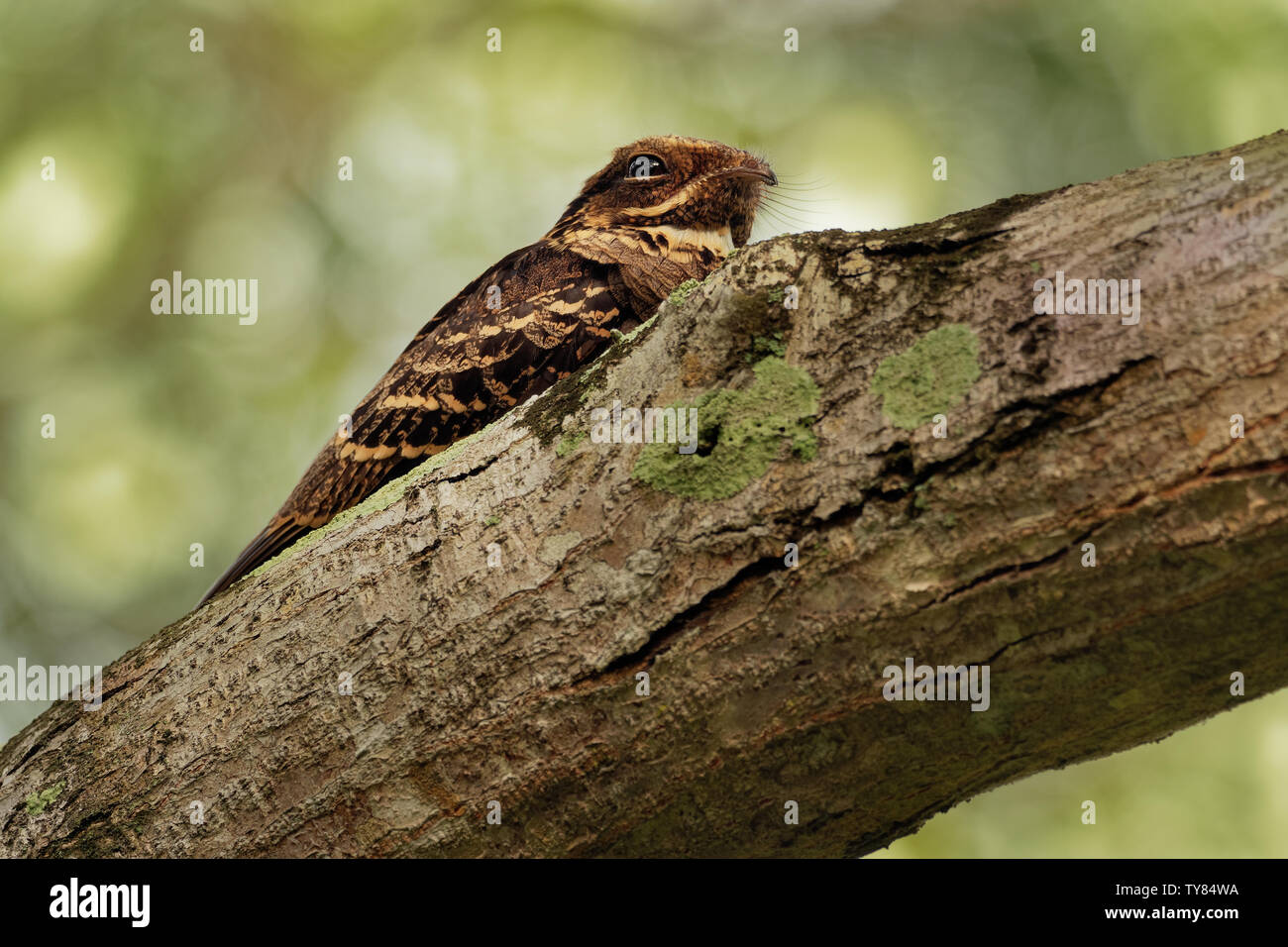 Thailand singapore hi-res stock photography and images - Alamy